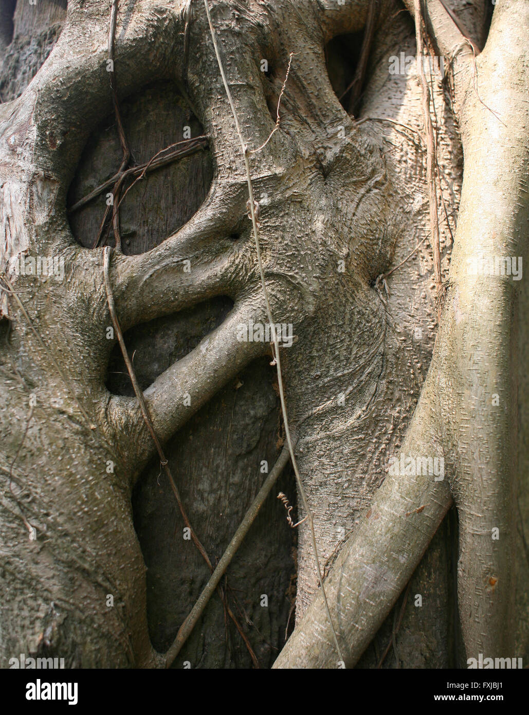 Tree texture background, texture of bark wood use as natural background ...