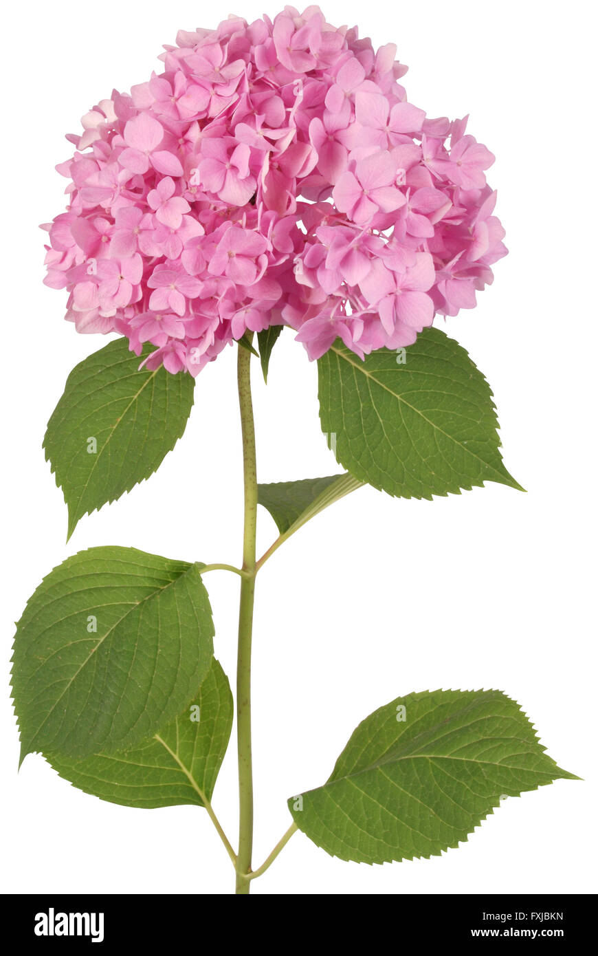 Pink flower hydrangea on white background. Clipping path inside Stock ...