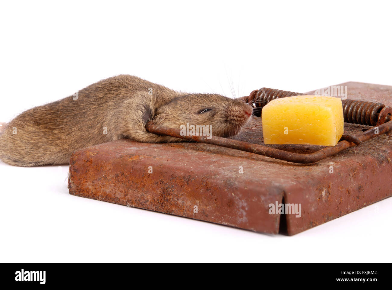 Mousetrap with dead mouse isolated on white Stock Photo - Alamy