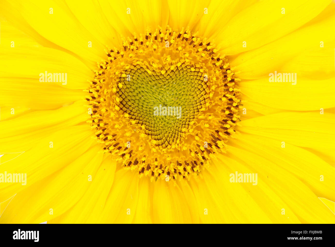 Close up sunflower heart hi-res stock photography and images - Alamy