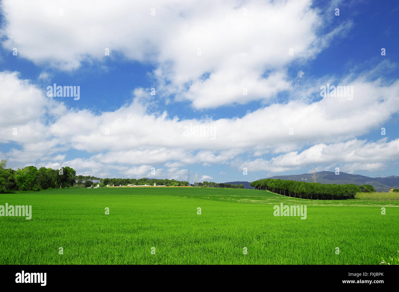 Cultivated landscape. Pear trees in a green field. Blue sky and a copy ...