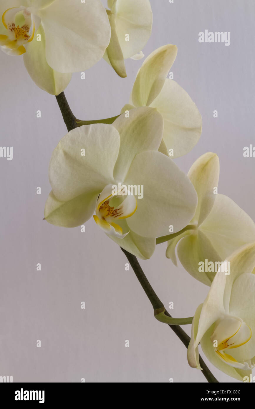 Cream colored orchid flowers on a light background Stock Photo - Alamy