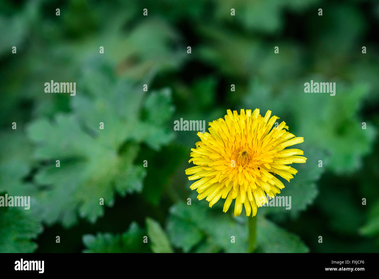 Yellow dandelion bloom in a garden bed of hardy geraniums Stock Photo ...