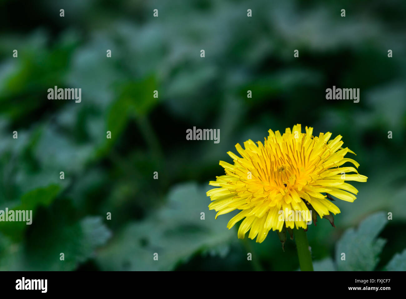 Yellow dandelion bloom in a garden bed of hardy geraniums Stock Photo ...