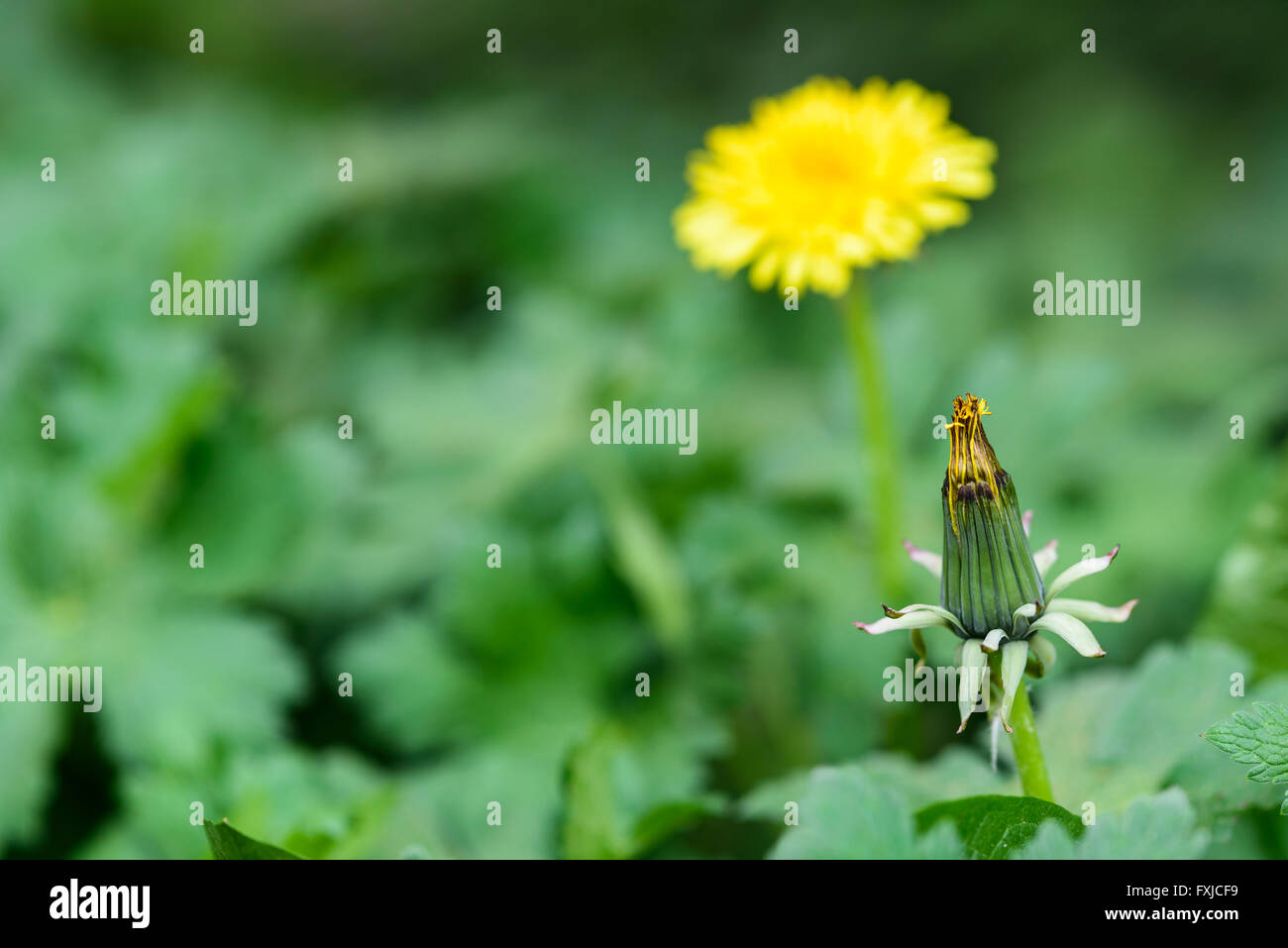 Yellow dandelion bloom in a garden bed of hardy geraniums Stock Photo ...