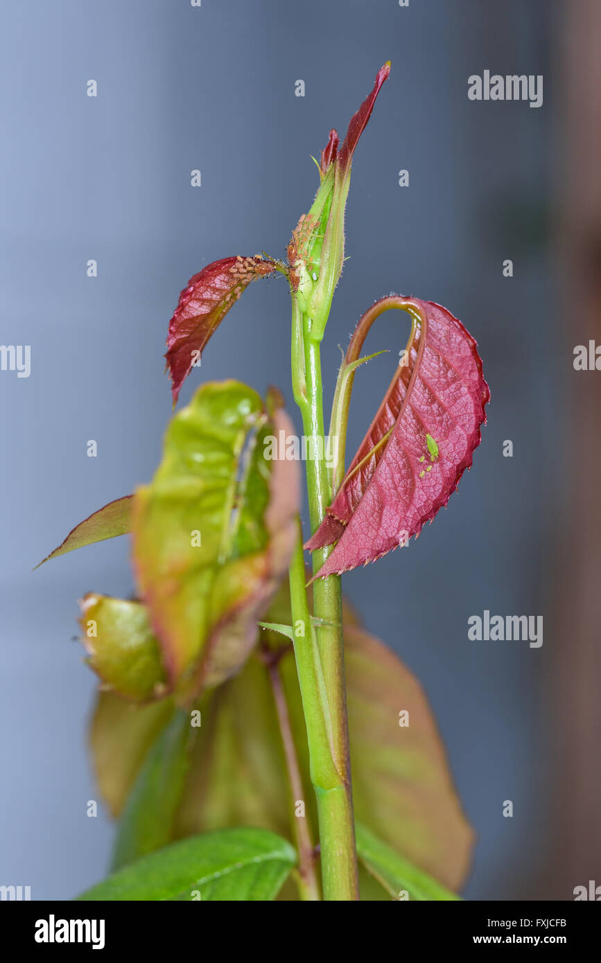 Curled rose leaves pest hi-res stock photography and images - Alamy