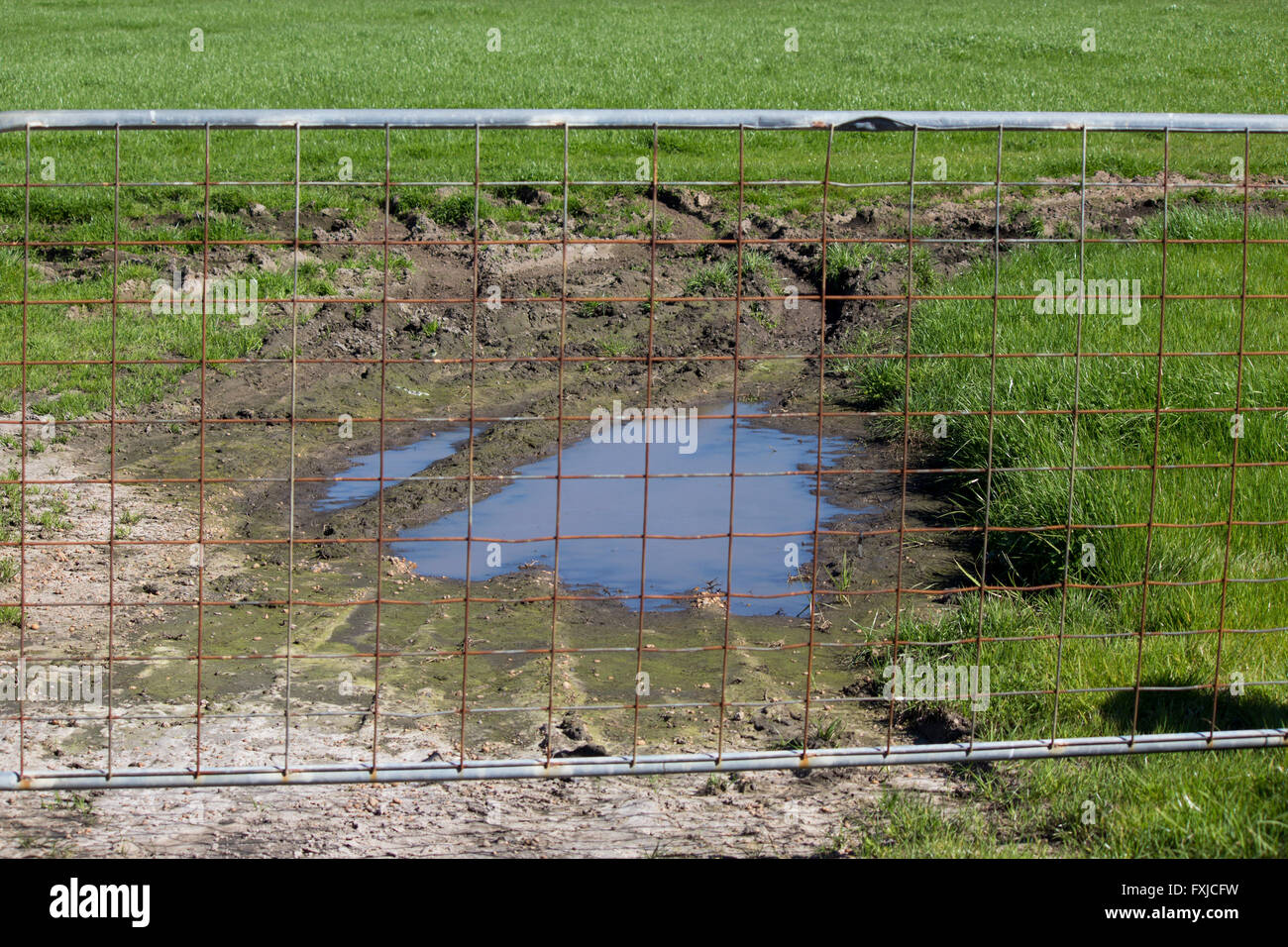 Wooden gateposts secure a metal gate on a farm paddock in the Collie ...