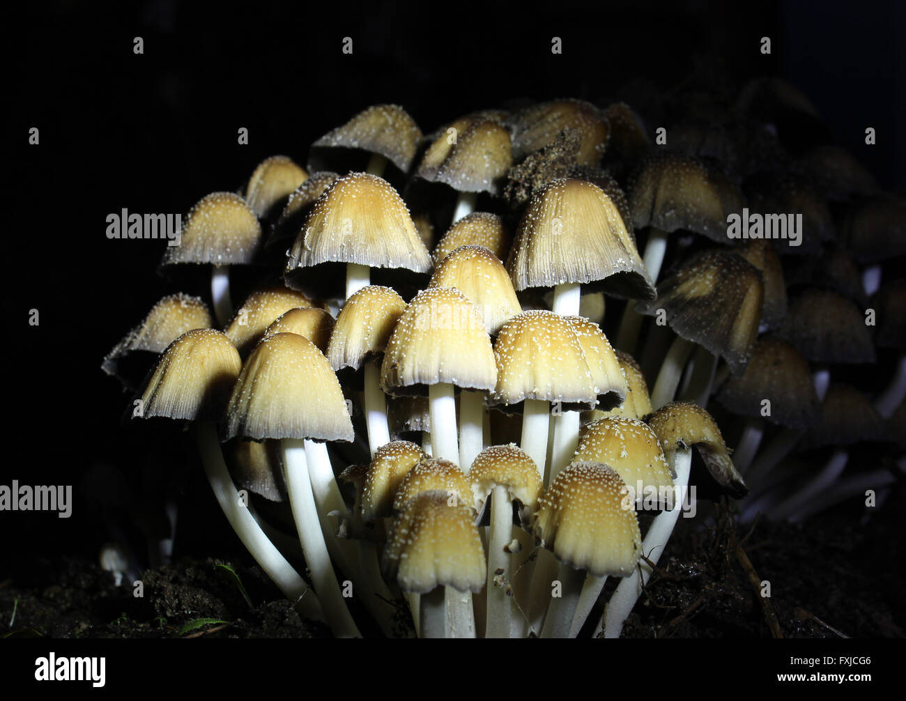 Spotted Fungi growing in a damp dark corner of a home garden display ...