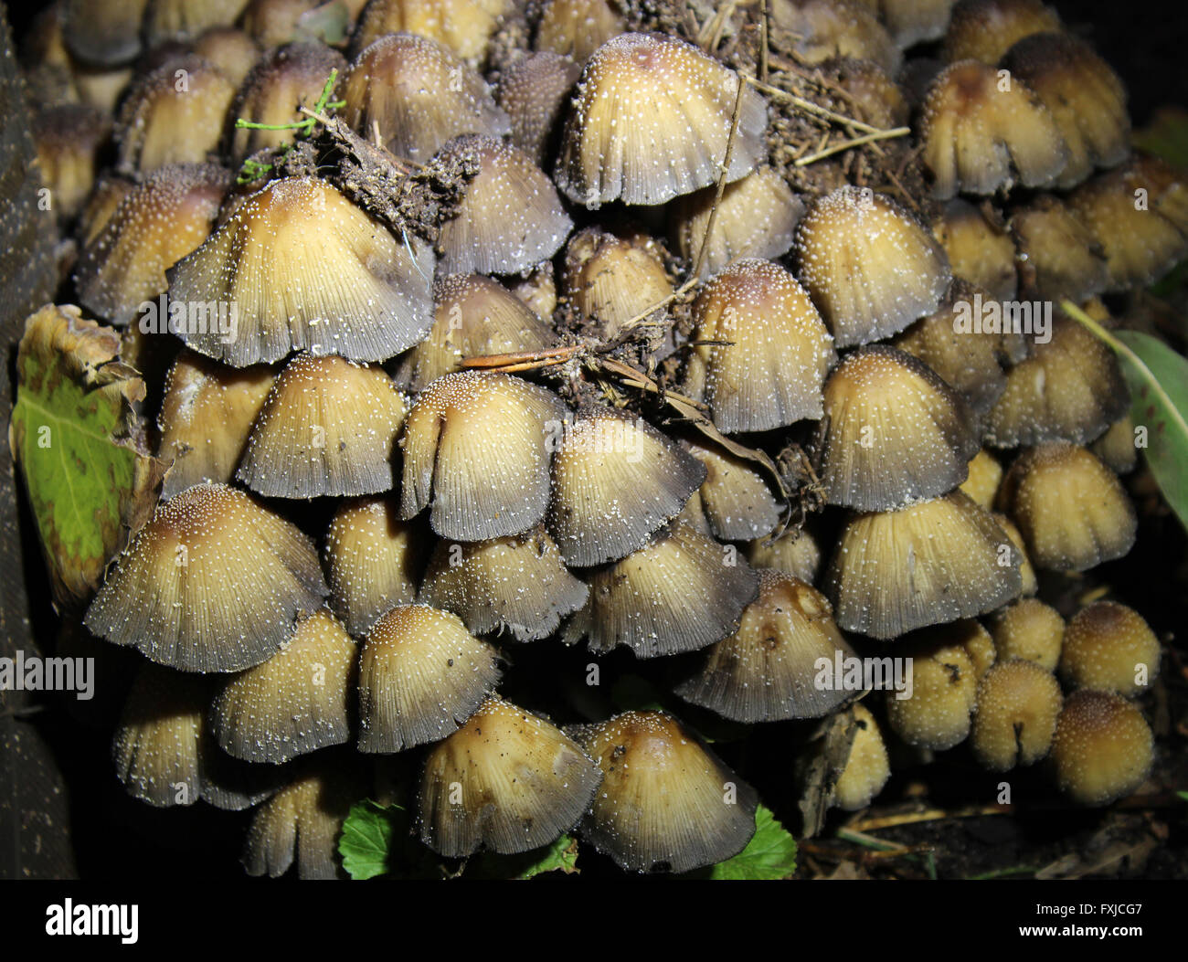 Spotted Fungi growing in a damp dark corner of a home garden display ...