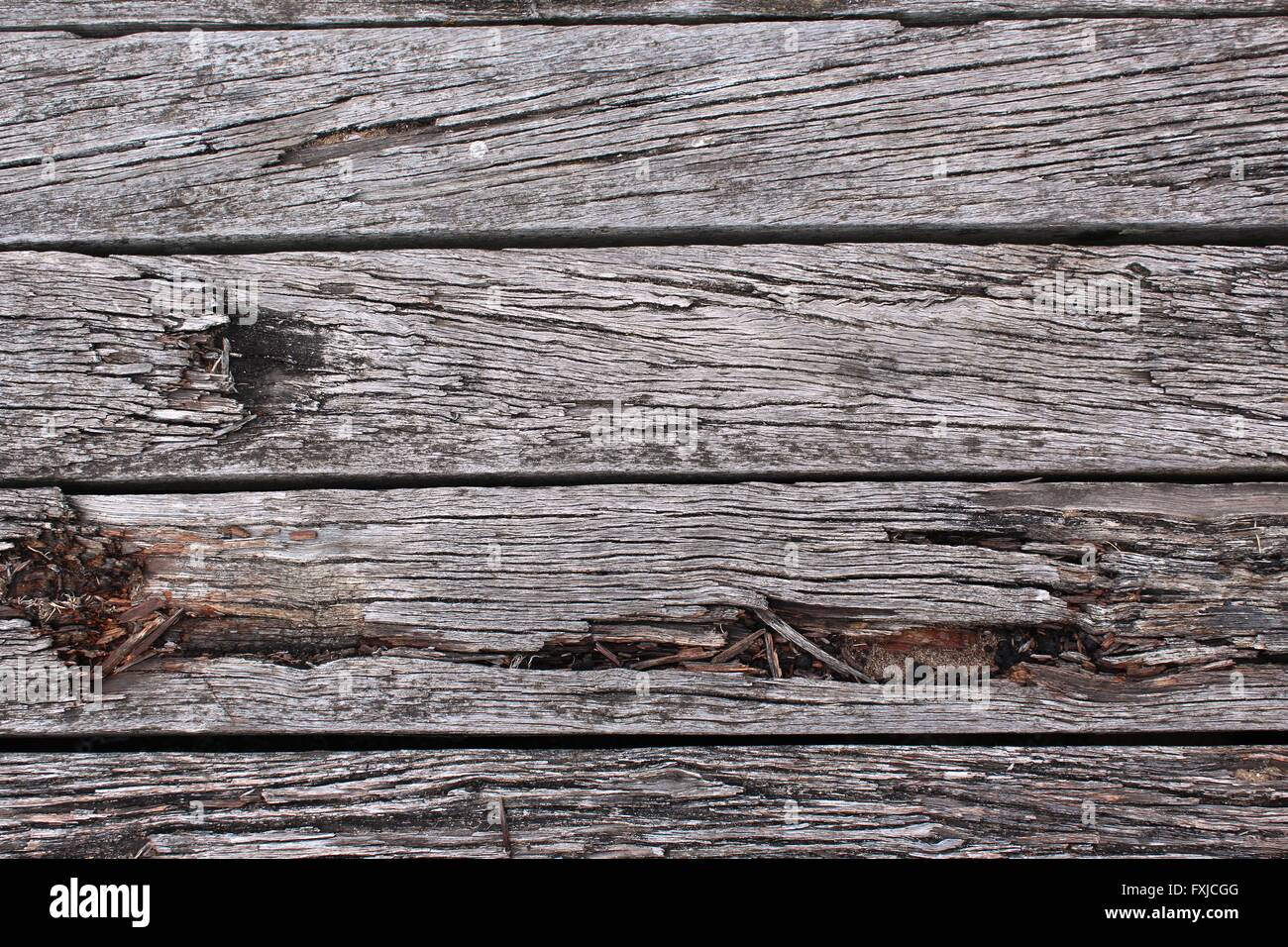 Rotted grey unpainted jarrah wooden board with eroded splinters and ...