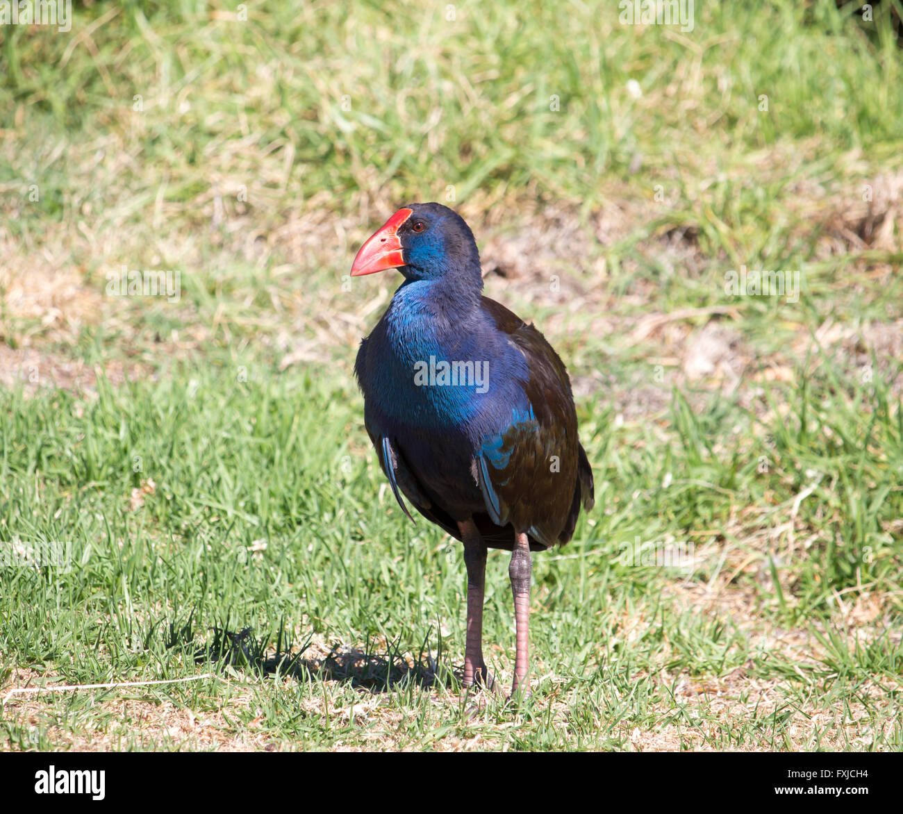 A purple Swamp hen on the green grass in Big Swamp, Bunbury, Western ...