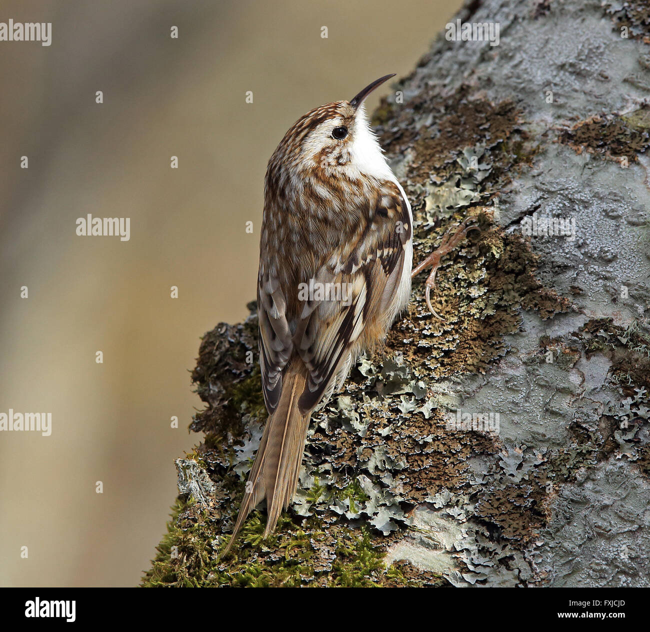Treecreeper, Certhia familiaris, on tree trunk Stock Photo - Alamy