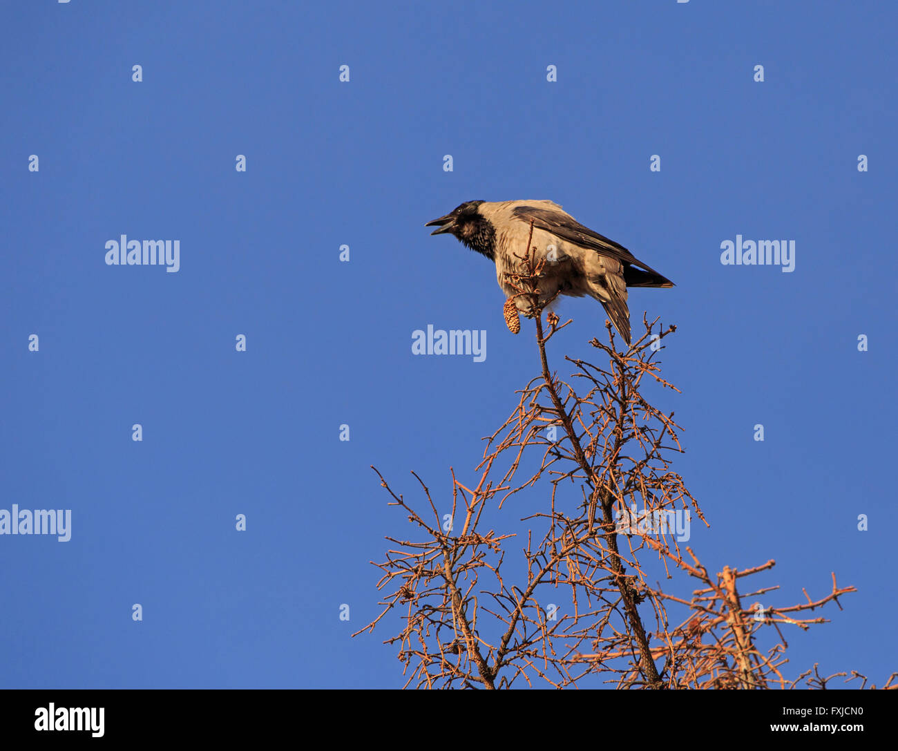 Croaking crow hi-res stock photography and images - Alamy