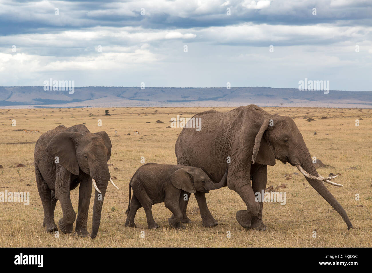 Elephant family group hi-res stock photography and images - Alamy