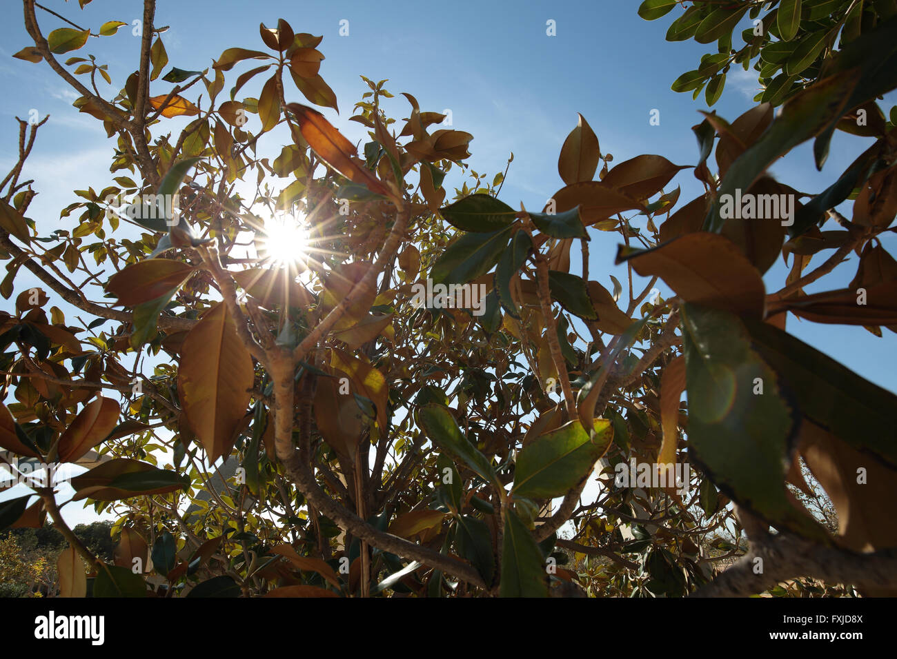 Photographed in backlight hi-res stock photography and images - Alamy