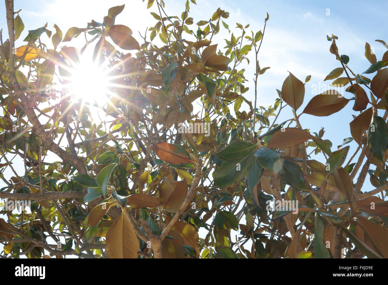 Photographed in backlight hi-res stock photography and images - Alamy