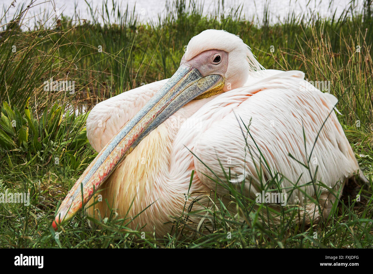Pelican laying on grass with large bill resting on chest. Close up ...