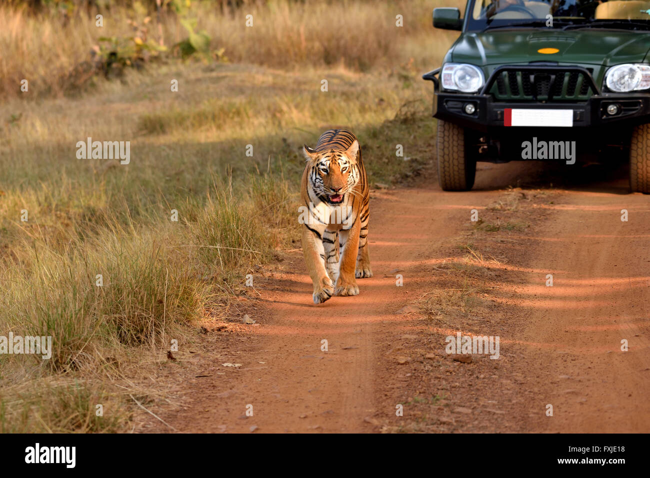 Tiger walking on the road, maharashtra, india Stock Photo - Alamy
