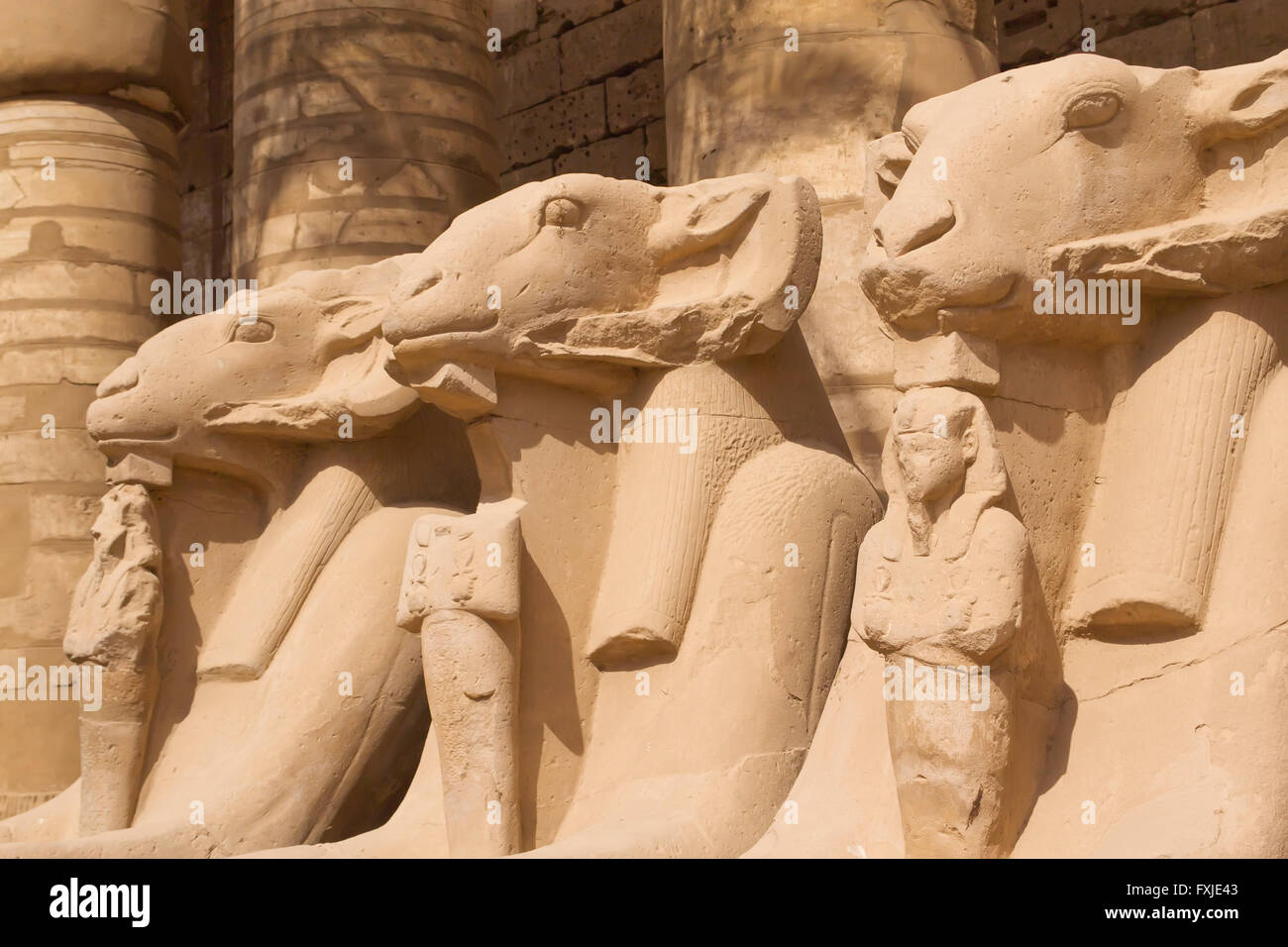 Statues of Lions at Karnak Temple ( Luxor, Egypt Stock Photo - Alamy