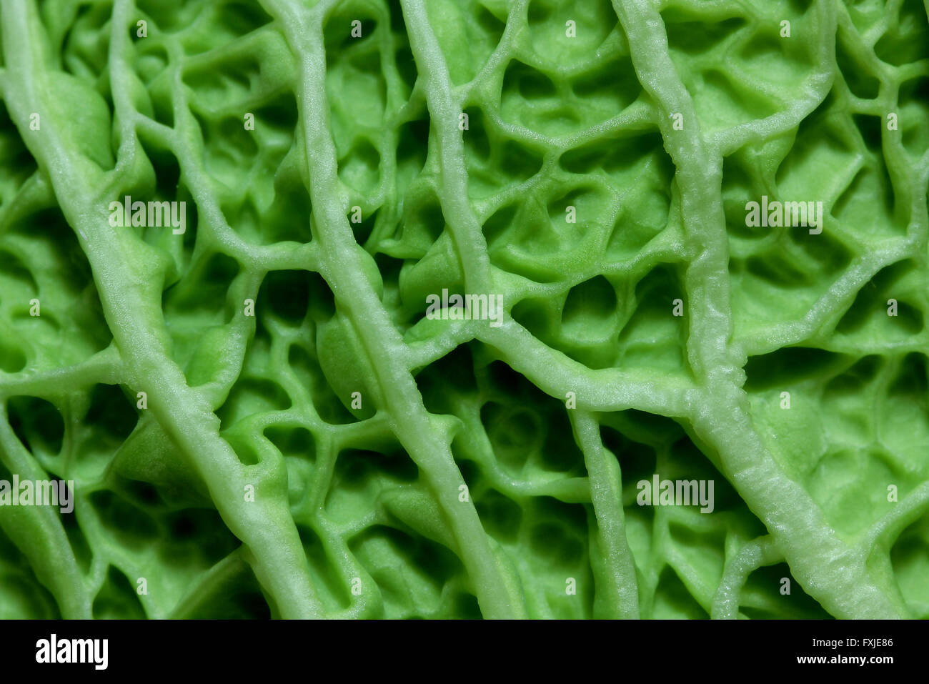 Lettuce texture hi-res stock photography and images - Alamy
