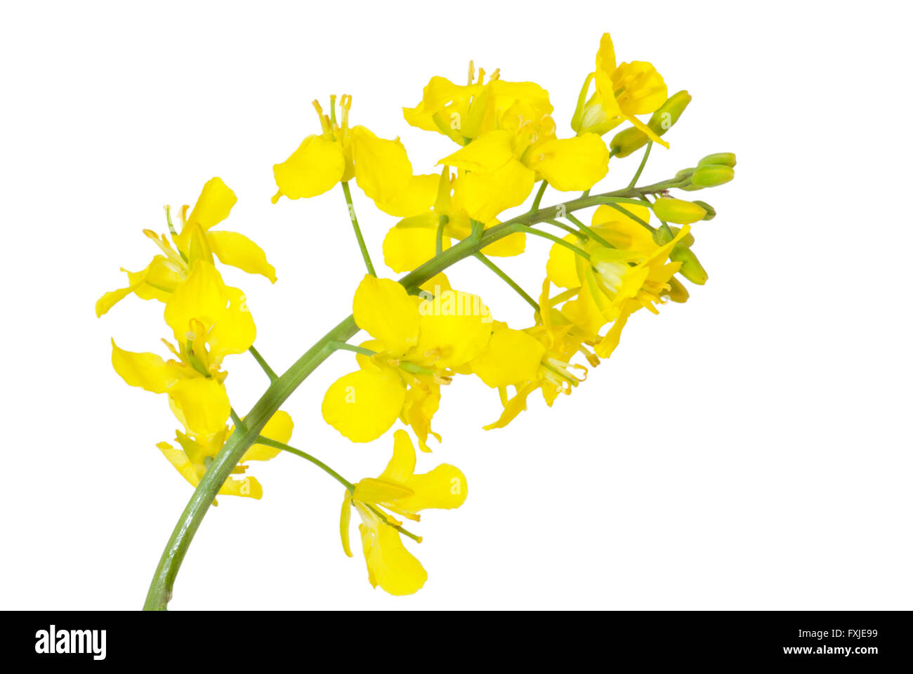 Flower of a rapeseed, Brassica napus, isolated Stock Photo - Alamy