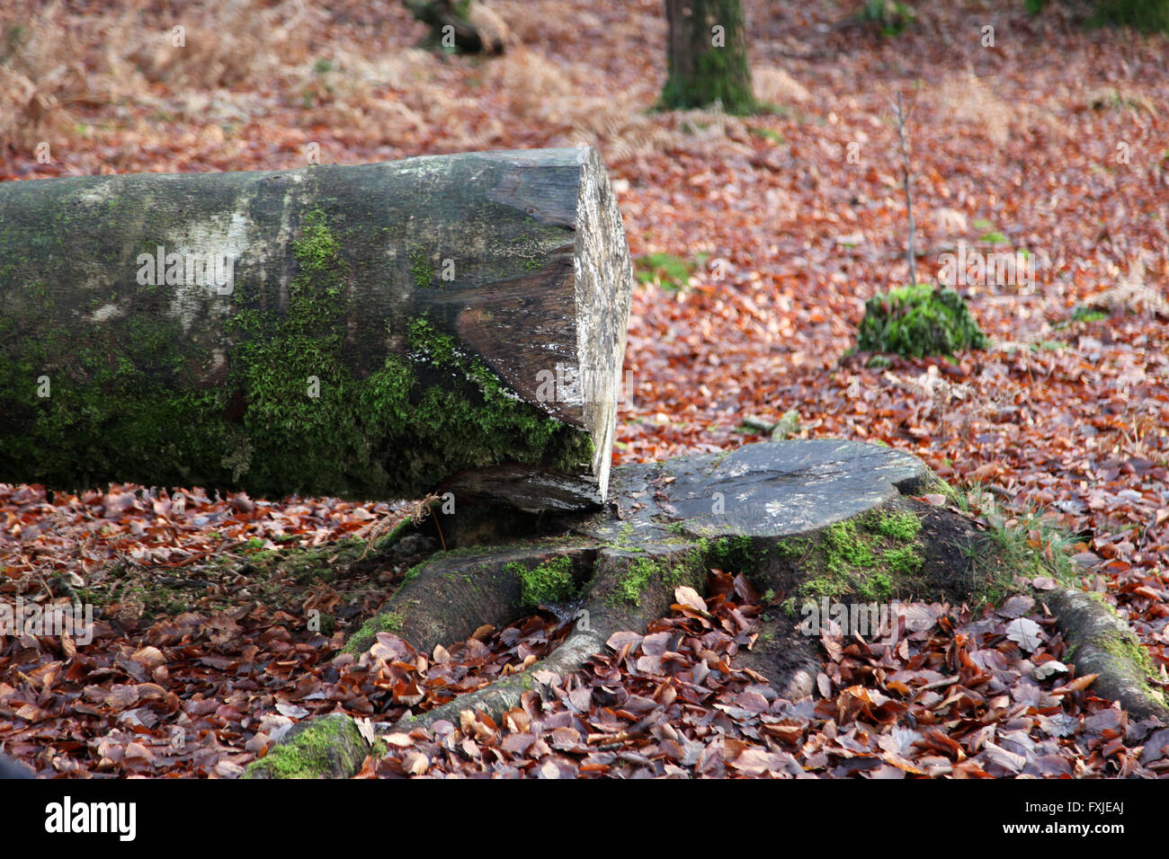 It's a photo of a tree trunk that have been cut in a forest Stock Photo ...