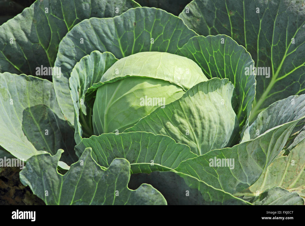 Cabbage fruit growing in a vegetable farm in India Stock Photo - Alamy