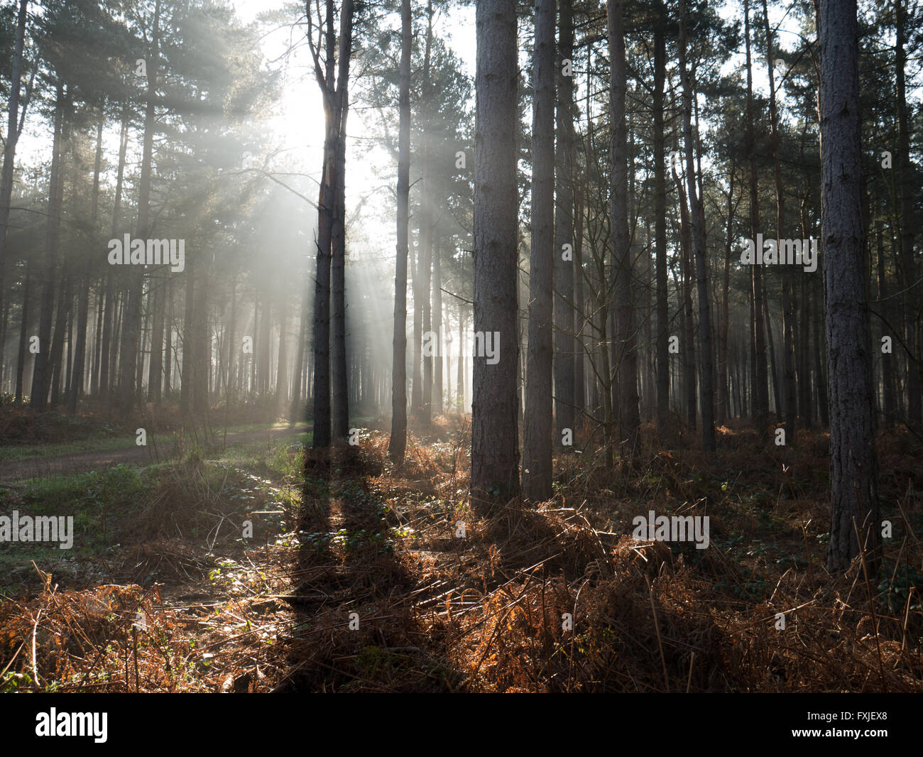 Mist rising through trees hi-res stock photography and images - Alamy