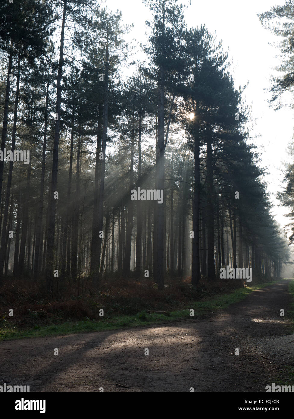 Line trees in mist hi-res stock photography and images - Alamy