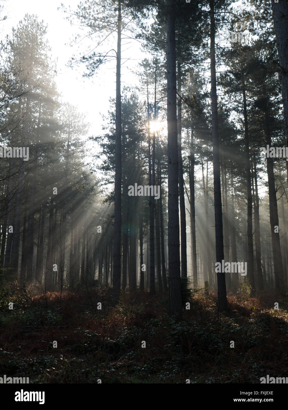 Sun streaked mist among the trees Stock Photo - Alamy