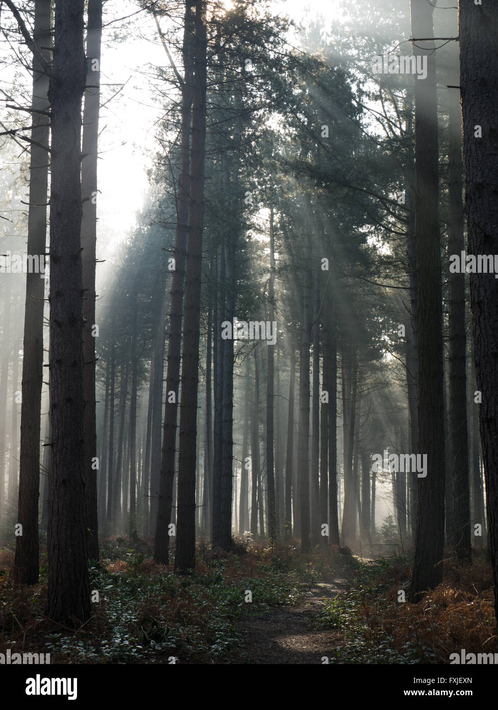 Early sun streaks through the spring mist Stock Photo - Alamy