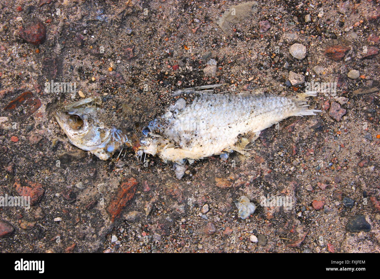 Dead fish on gravel and sand Stock Photo - Alamy
