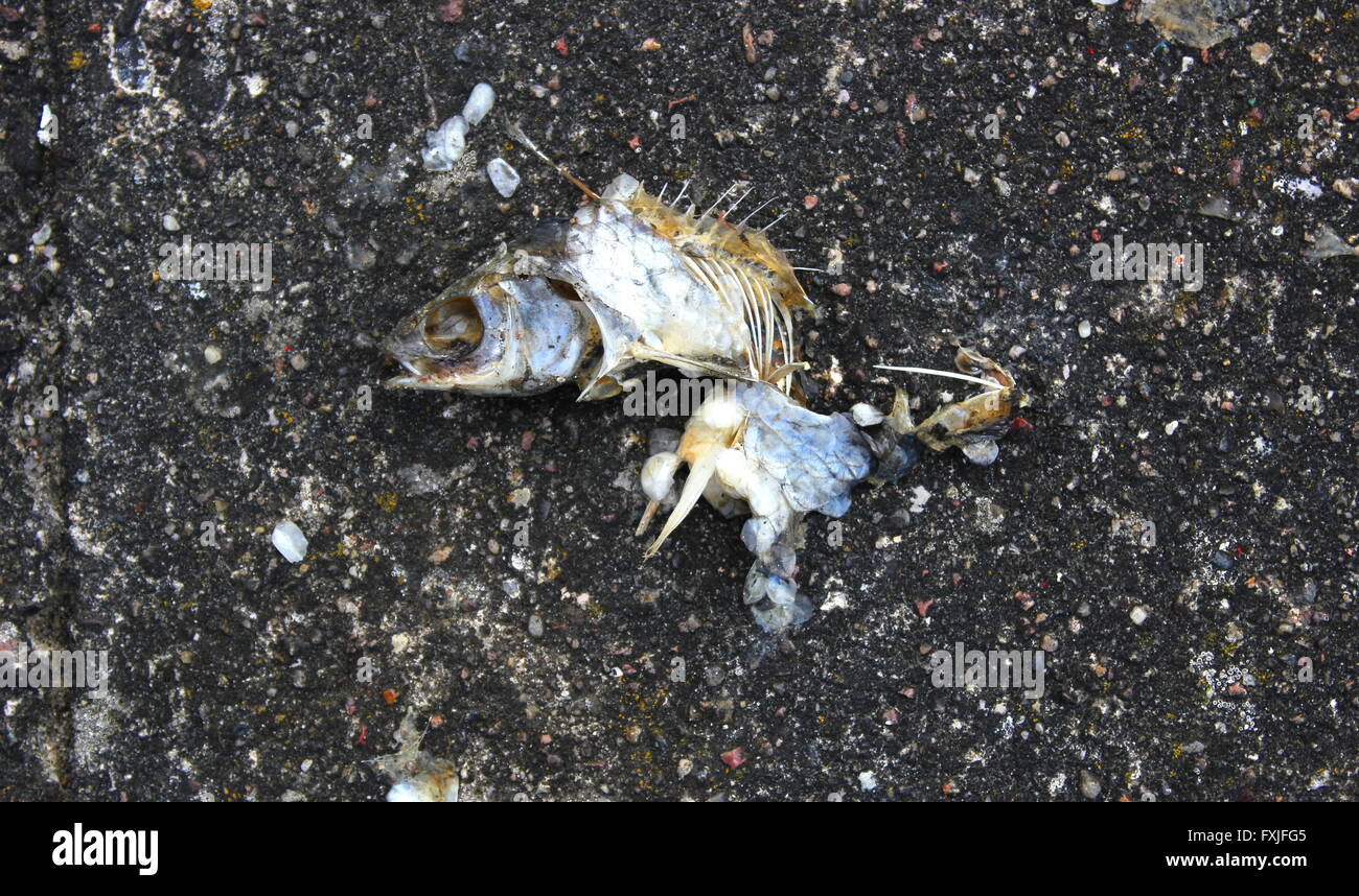 Dead fish on gravel and sand Stock Photo - Alamy