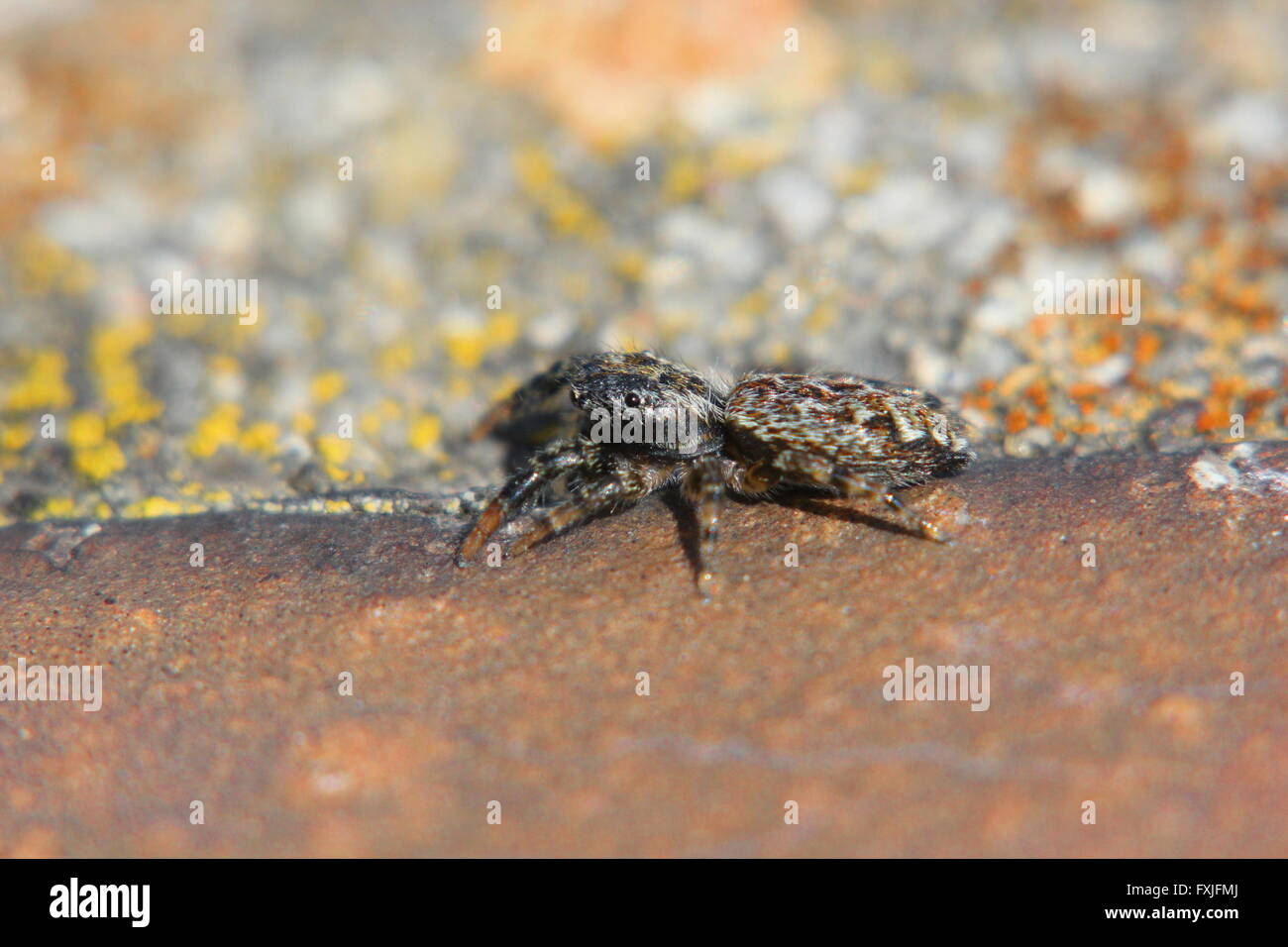 Arachnidae hi-res stock photography and images - Alamy