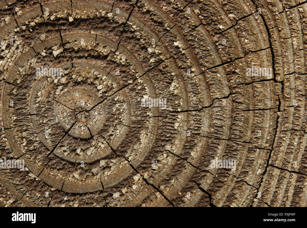 Wood cross section macro usable as background Stock Photo - Alamy
