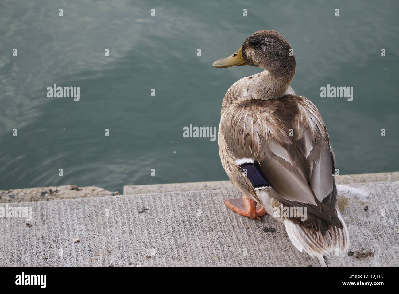 Mallard duck standing on the edge of the Capitol Reflecting pool ...