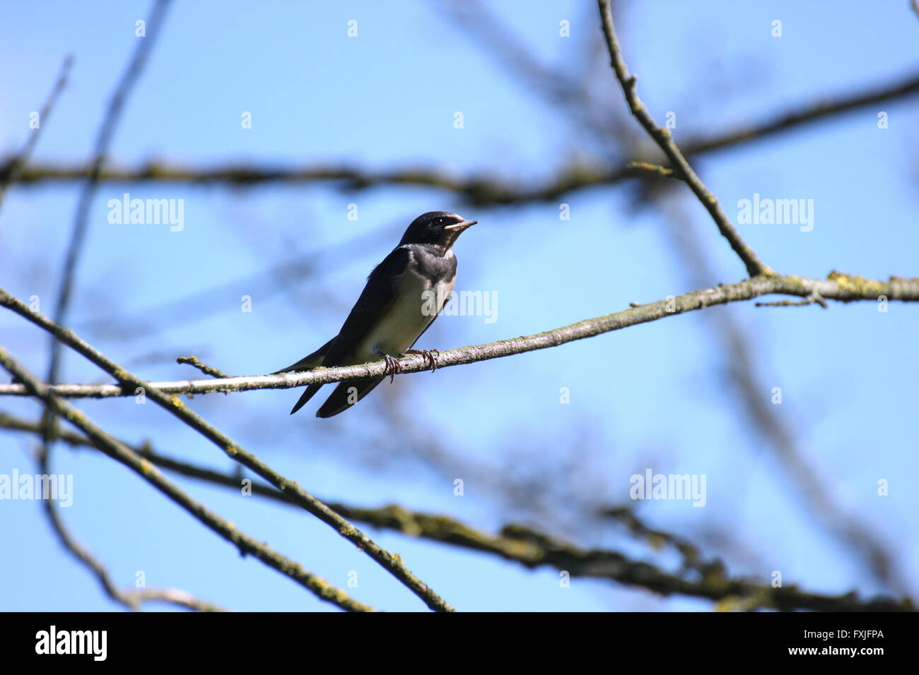 Barn swallow sitting on white hi-res stock photography and images - Alamy