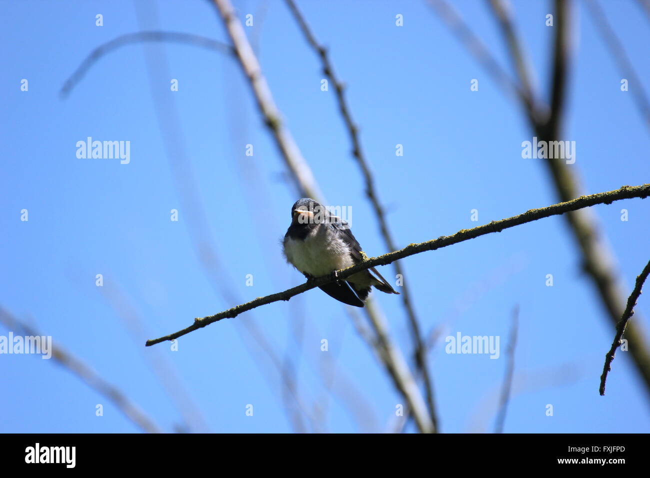 Barn swallow sitting on white hi-res stock photography and images - Alamy