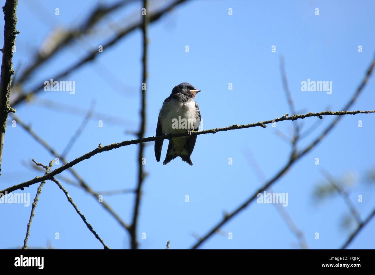 Young barn swallow hi-res stock photography and images - Alamy