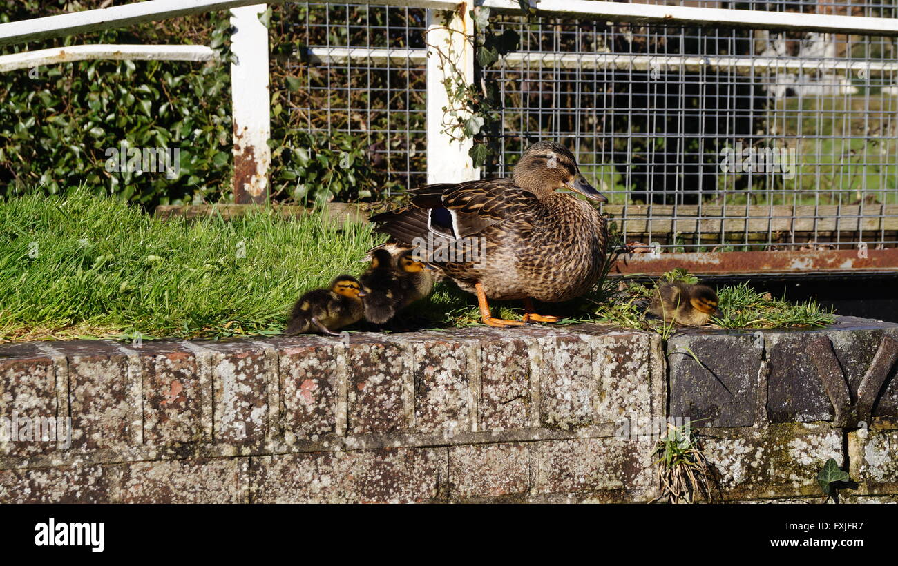 Side low angle view of mother mallard duck and 4 young ducklings on a ...