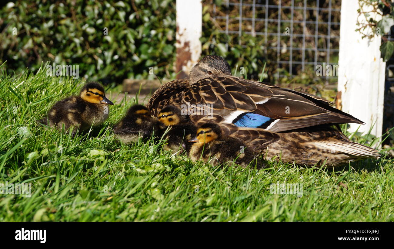 Female mallard duck with head buried behind wings but watching the ...