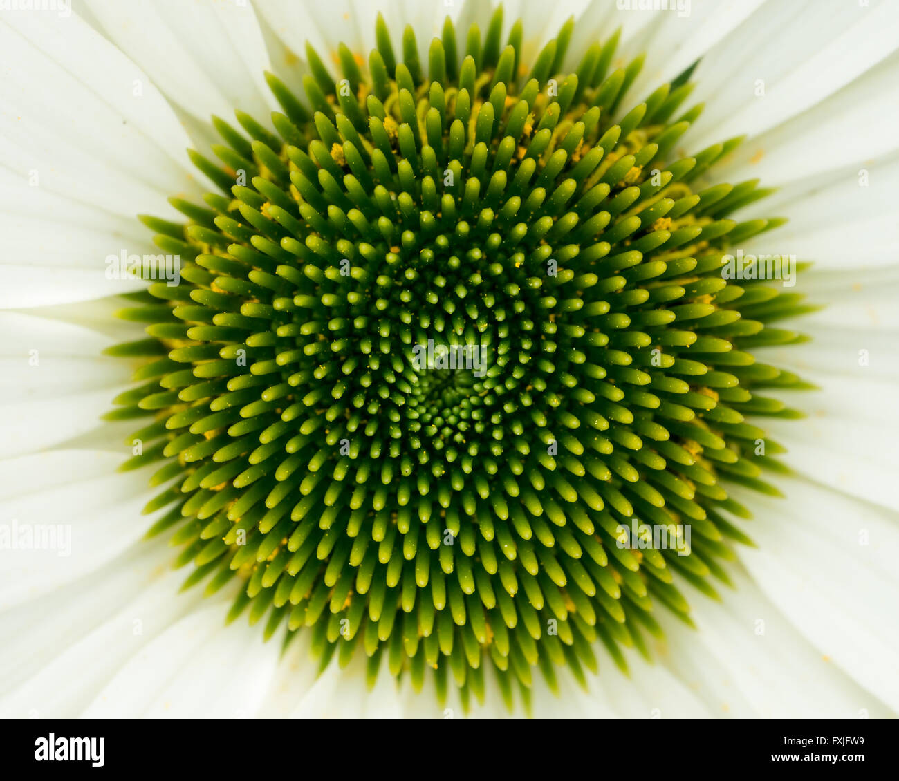 Closeup of the Center of a Coneflower Stock Photo - Alamy