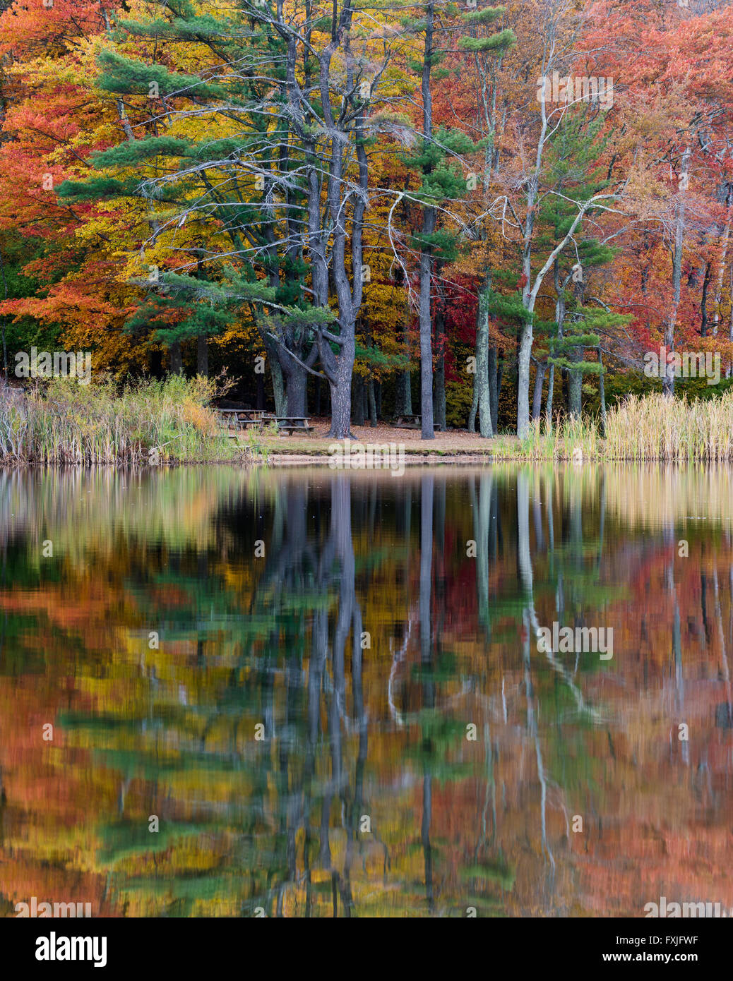 Fall foliage in pond water hi-res stock photography and images - Alamy