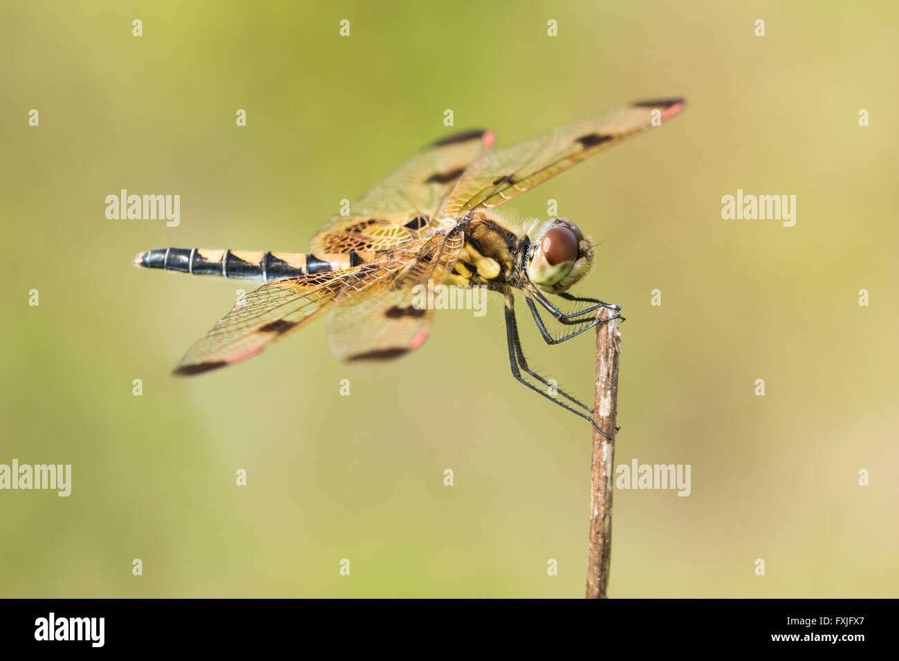 Flying a pennant hi-res stock photography and images - Alamy