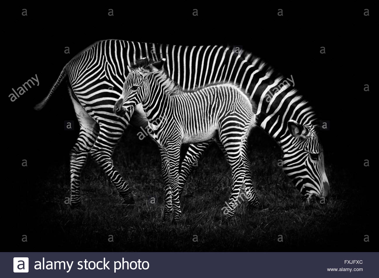Zebra Baby Black and White Stock Photos & Images - Alamy