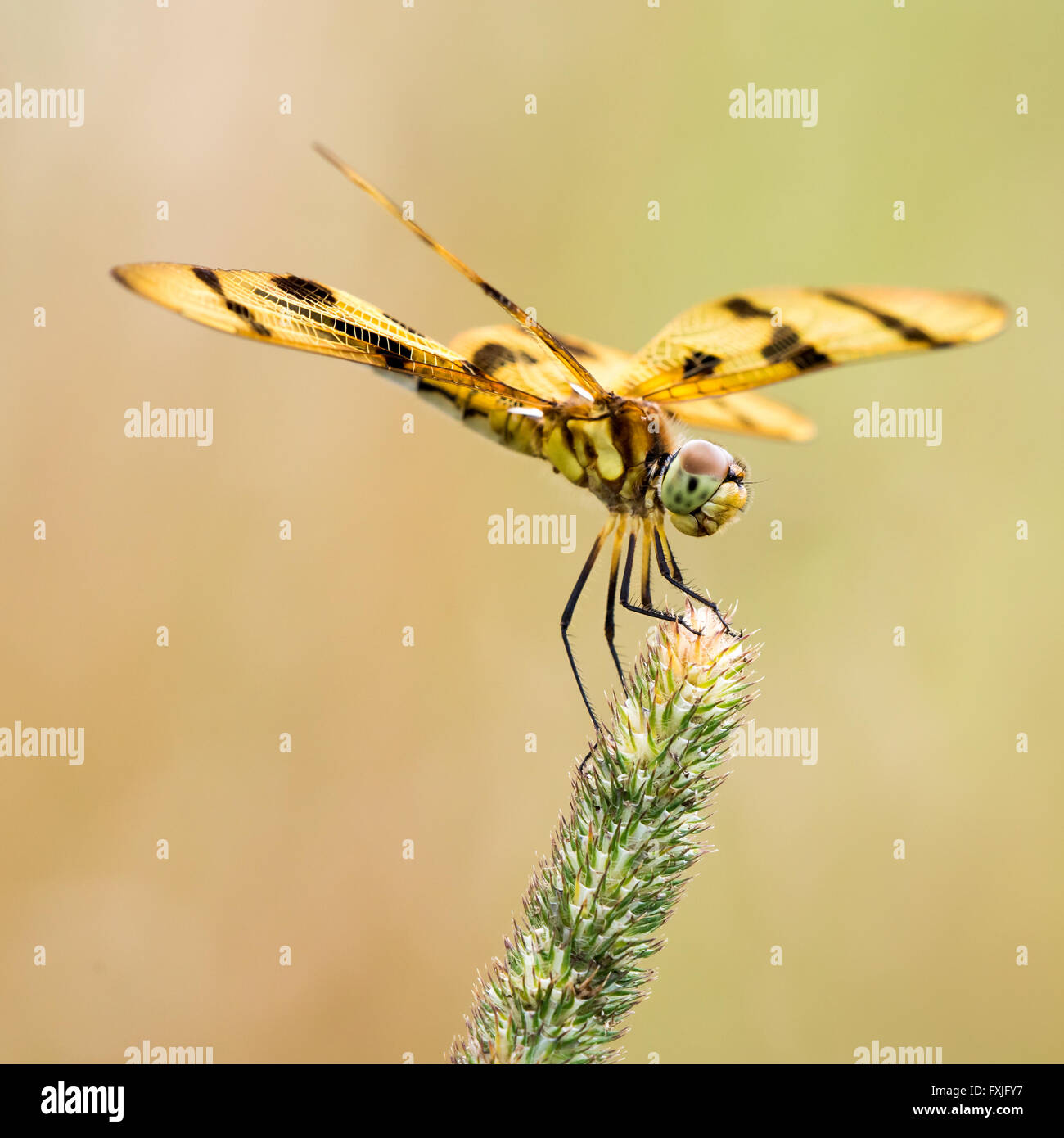 Rhode island fauna hi-res stock photography and images - Alamy