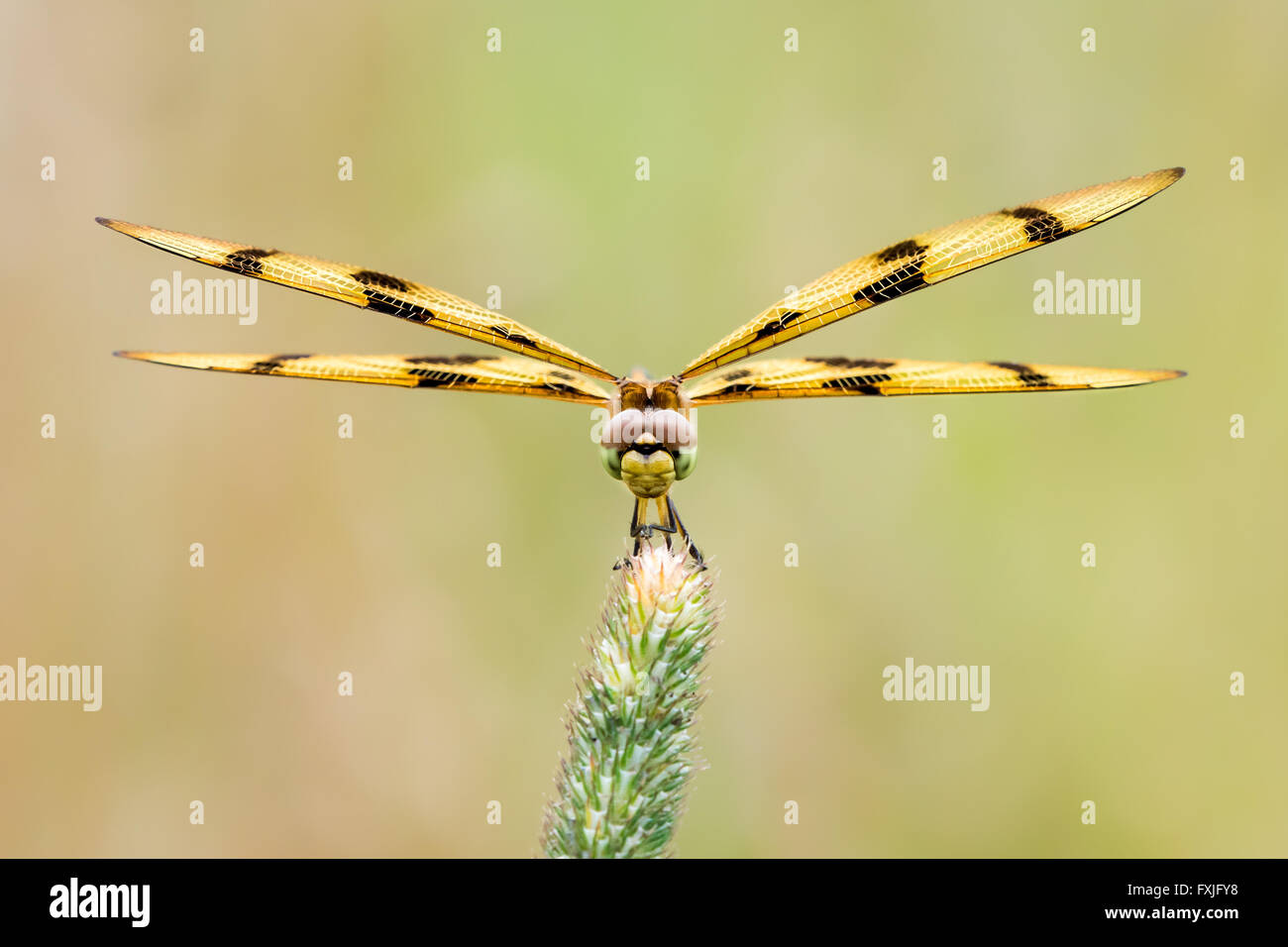 Frontal Portrait of a Halloween Pennant Dragonfly Stock Photo - Alamy