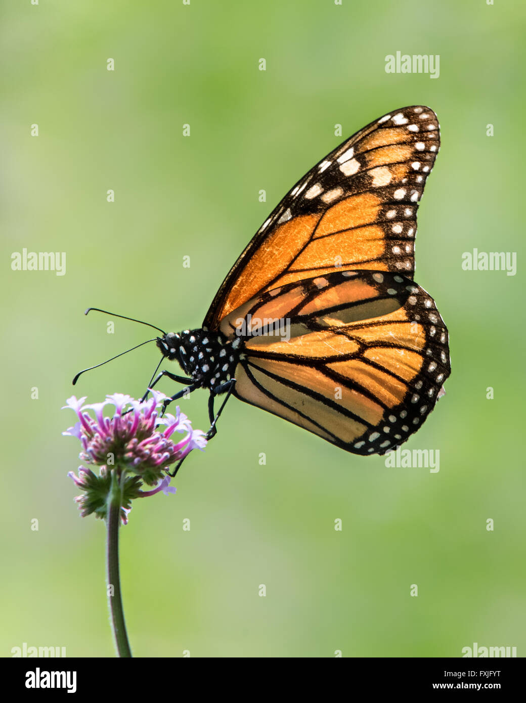 Profile of monarch butterfly hi-res stock photography and images - Alamy