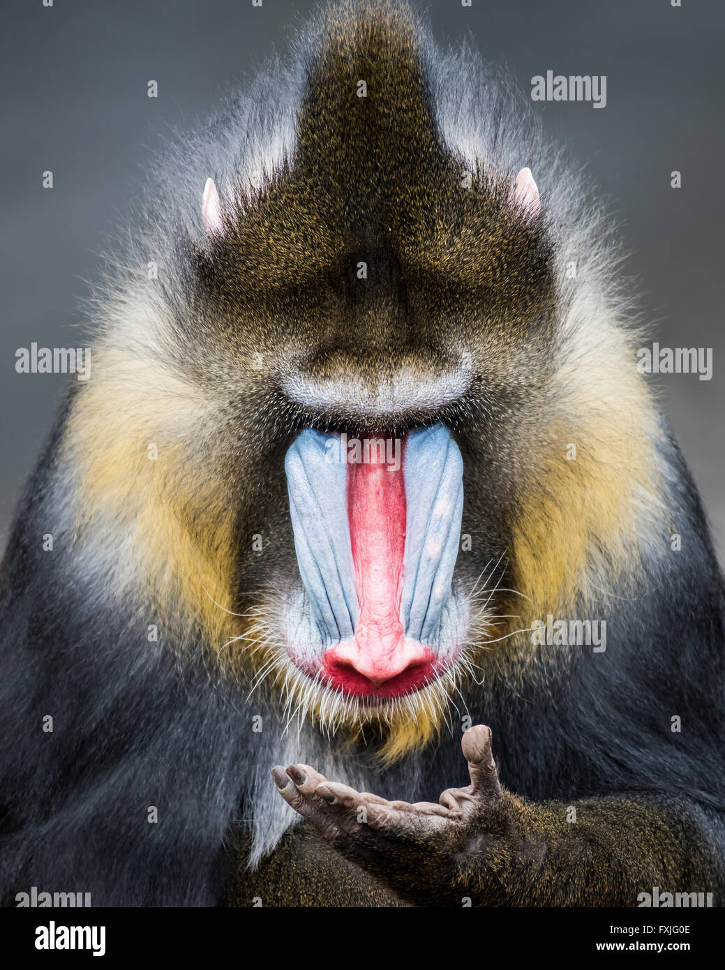 A Frontal Portrait of a Male Mandrill Stock Photo - Alamy
