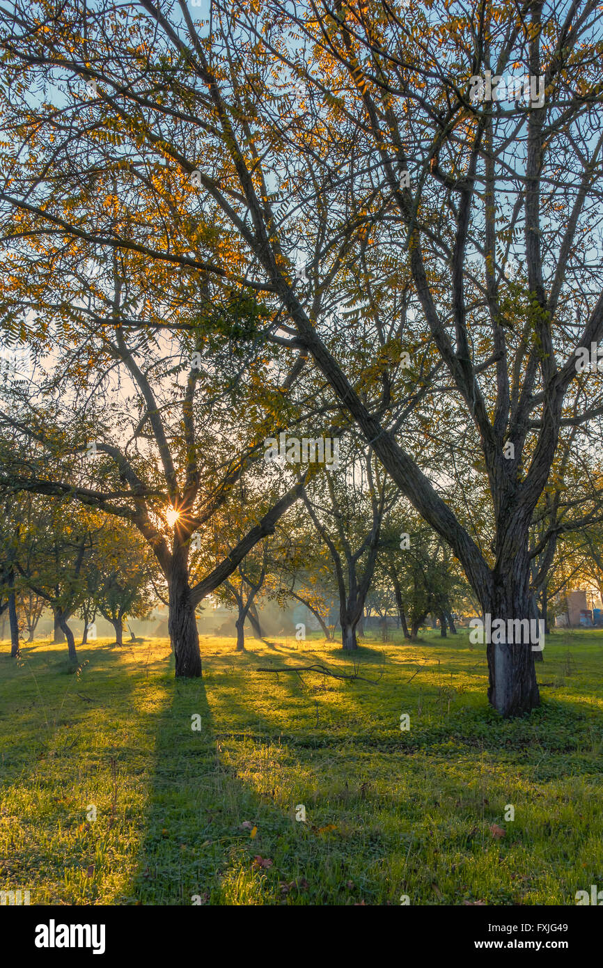 Walnut trees hi-res stock photography and images - Alamy